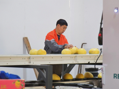 State Grid powers Zhejiang's pomelo industry